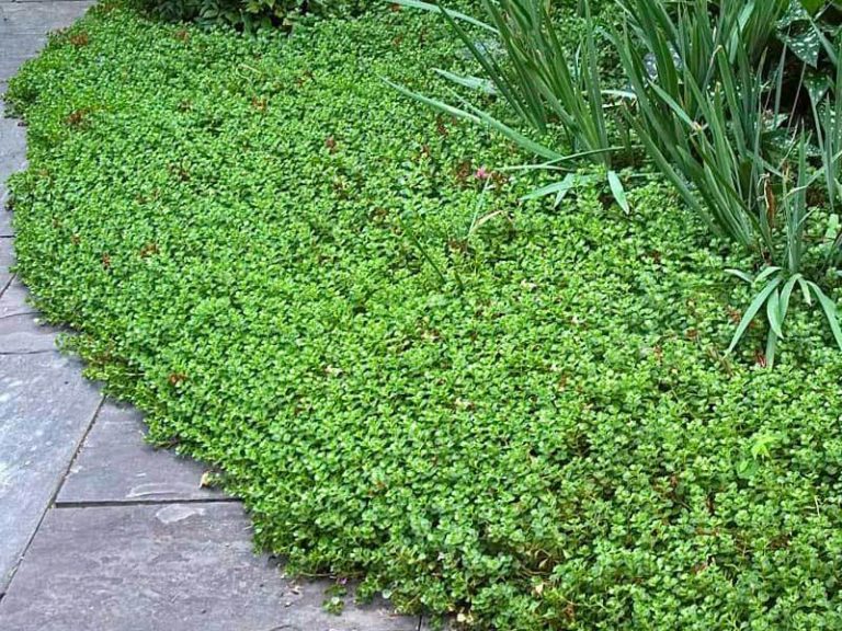 Ground Cover Plants That Prevent Weeds