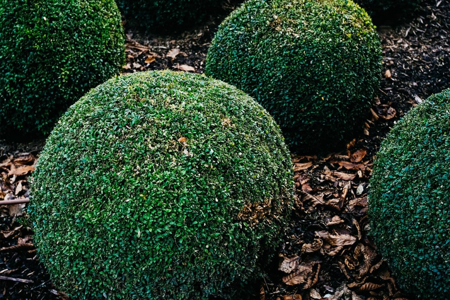 Boxwoods 101: Everything You Need to Know